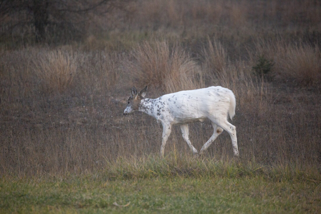 A deer of a different color | News, Sports, Jobs - Daily Press
